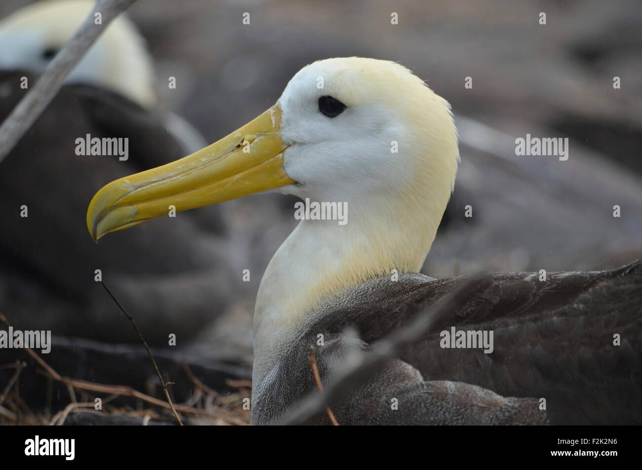 Waved Albatross (also known as Galapagos Albatross), in a nesting ...