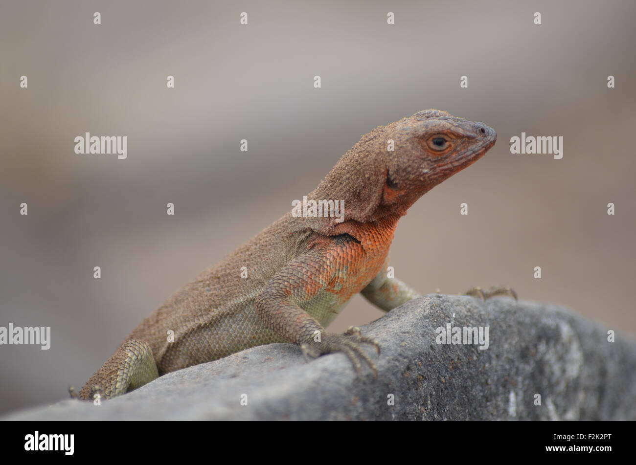 A Lava Lizard (Microlophus delanonis) sits on a rock on Isla Española ...