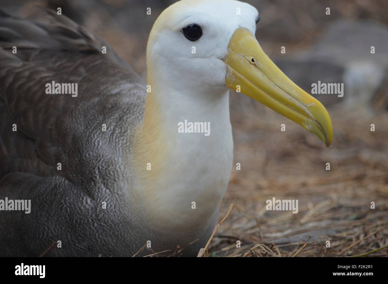 Waved Albatross (also known as Galapagos Albatross), in a nesting ...