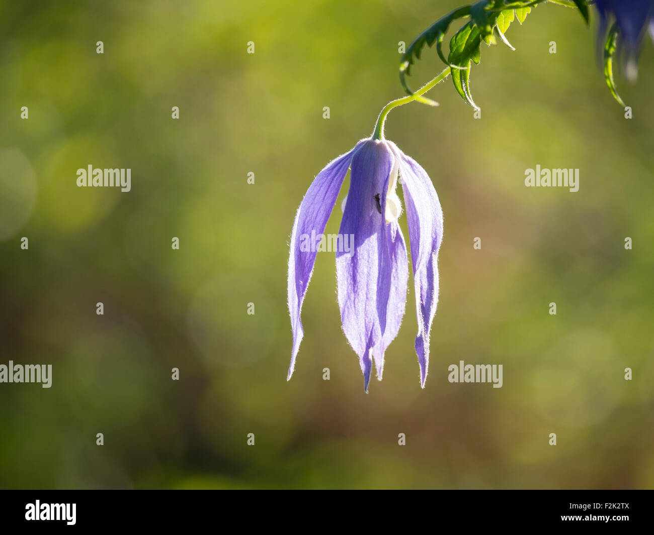 Flower looking down hi-res stock photography and images - Alamy