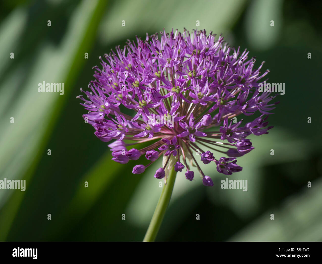 Alium flower in bloom Stock Photo - Alamy