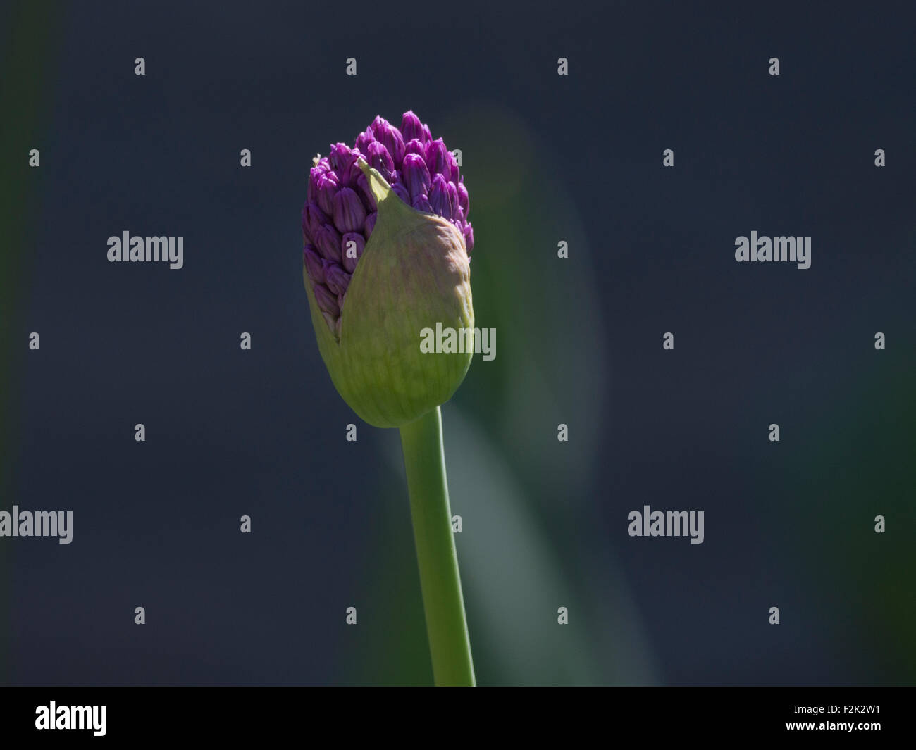 Alium before blooming Stock Photo - Alamy