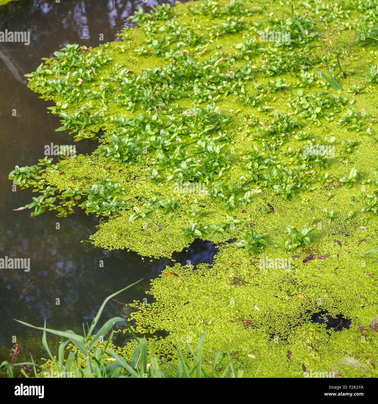 Forest Swamp with Bright Green Plants Stock Photo - Alamy