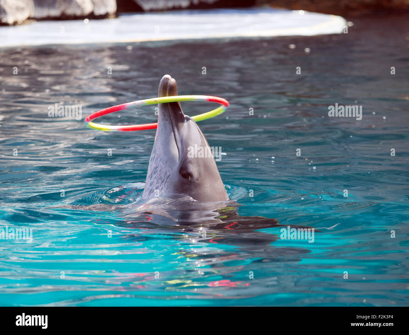 Trained Dolphin spinning the Hoop on the nose Stock Photo - Alamy