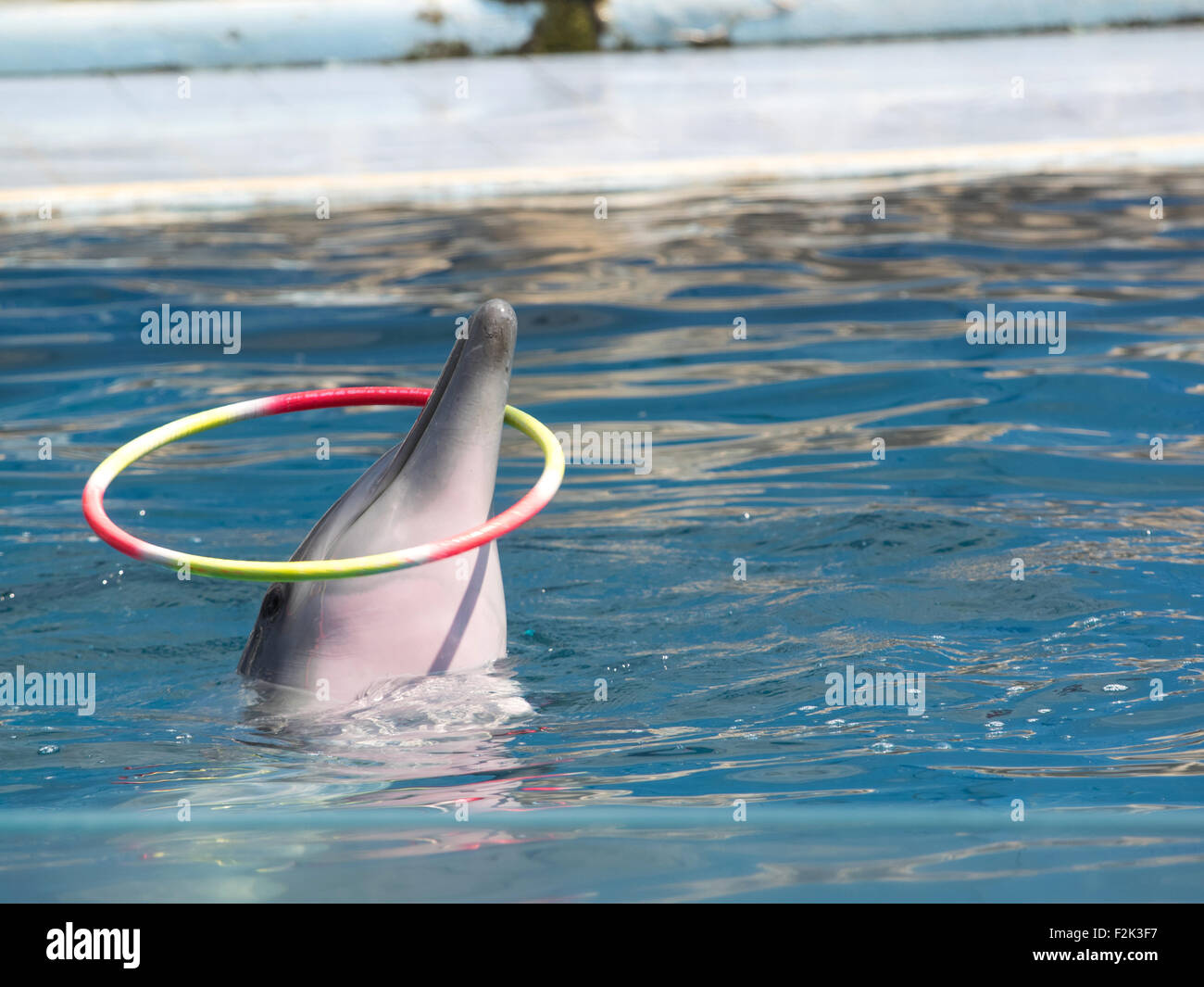 Trained Dolphin spinning the Hoop on the nose Stock Photo - Alamy