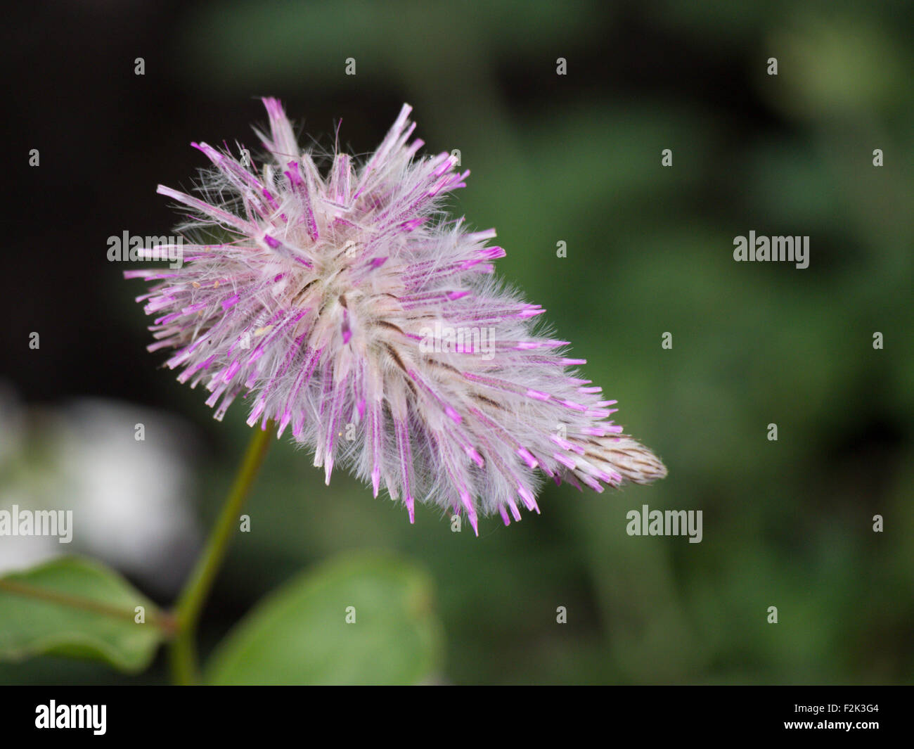 Pink Mulla-mulla, Ptilotus flower Stock Photo - Alamy