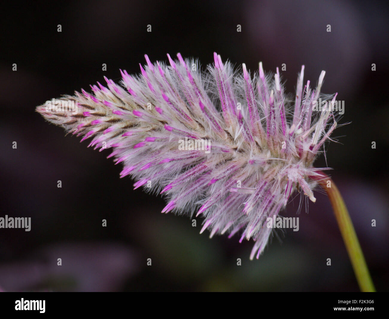 Purple mulla mulla hi-res stock photography and images - Alamy