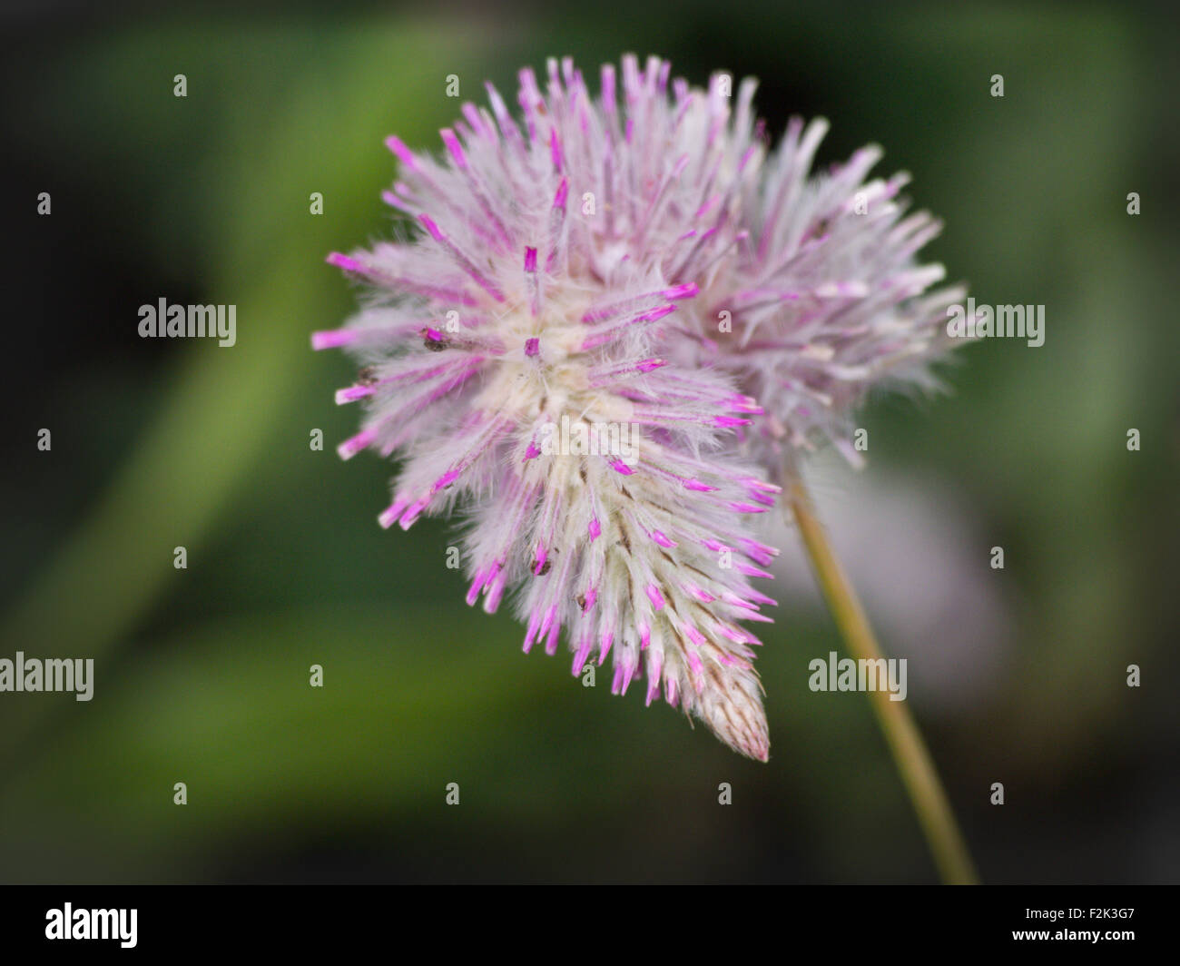 Pink Mulla-mulla, Ptilotus flower Stock Photo - Alamy