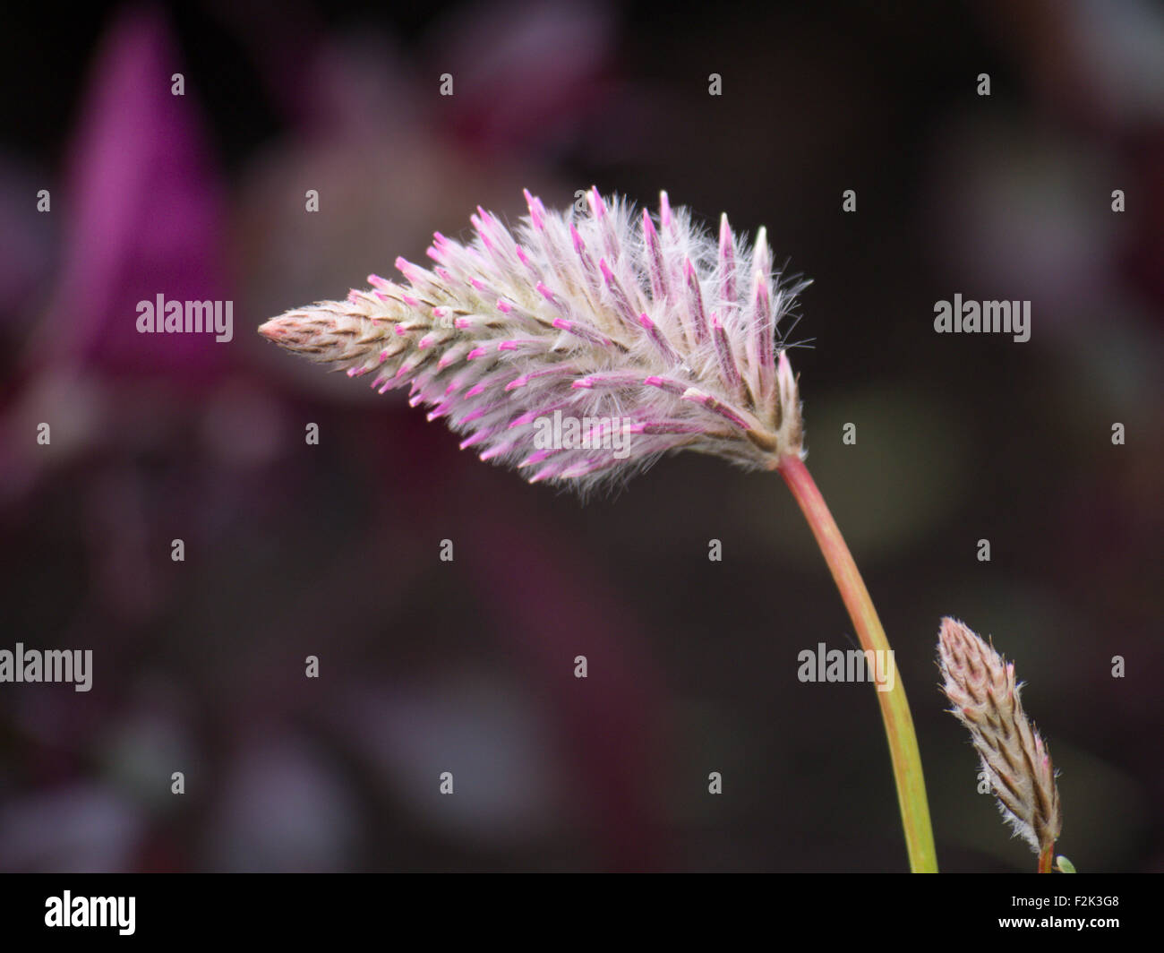 Pink mulla mulla ptilotus flower hi-res stock photography and images ...