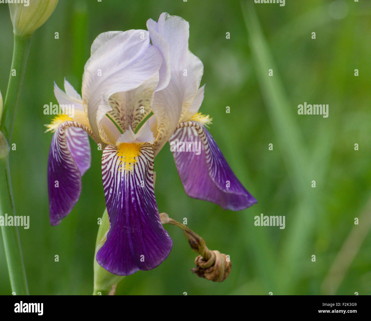 Iris in bloom Stock Photo - Alamy