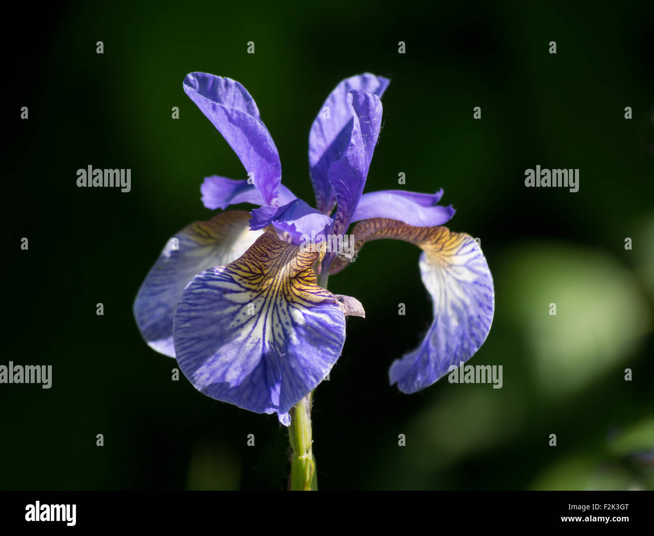 Iris in bloom Stock Photo - Alamy