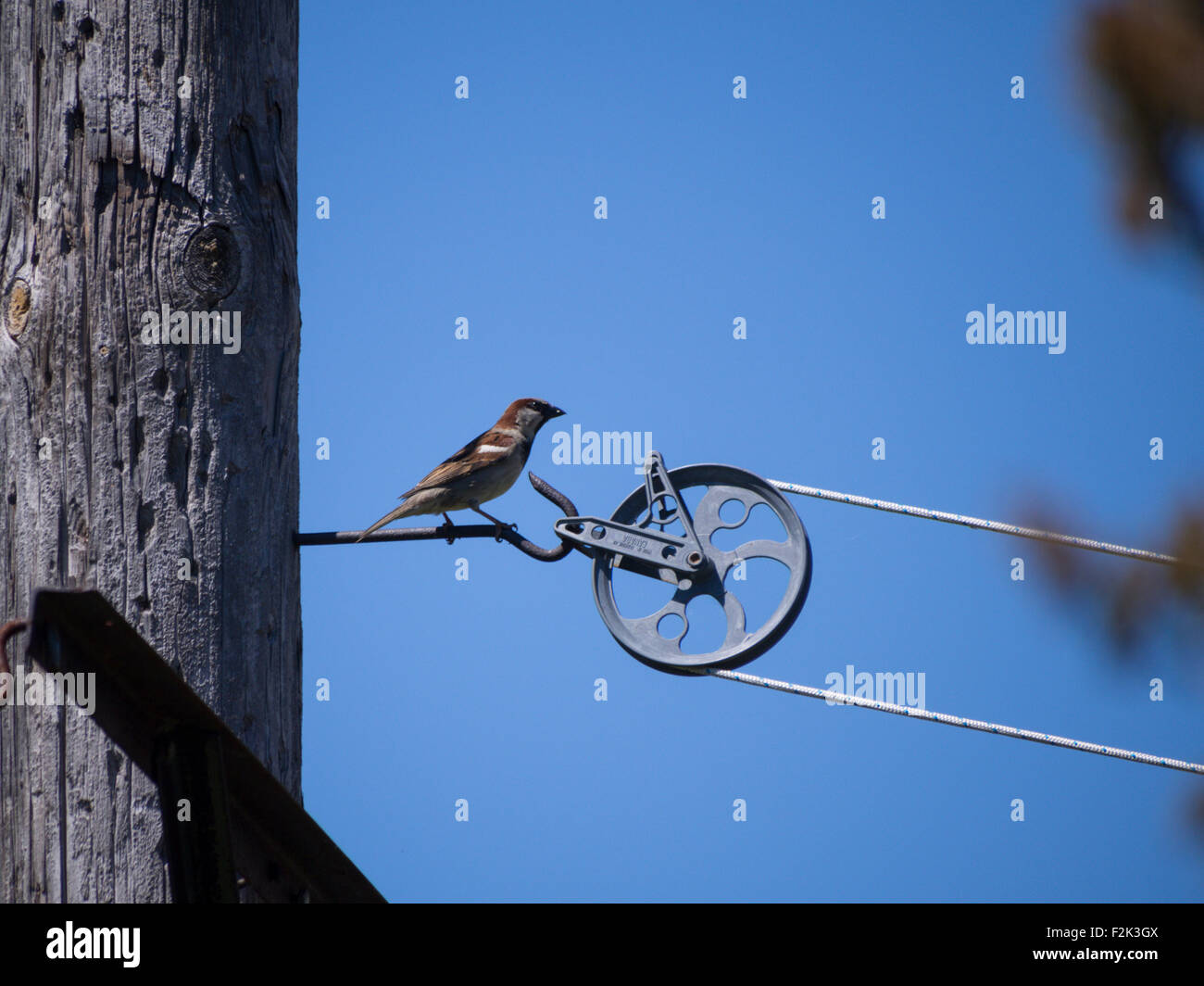 Sparrow on washing line Stock Photo - Alamy