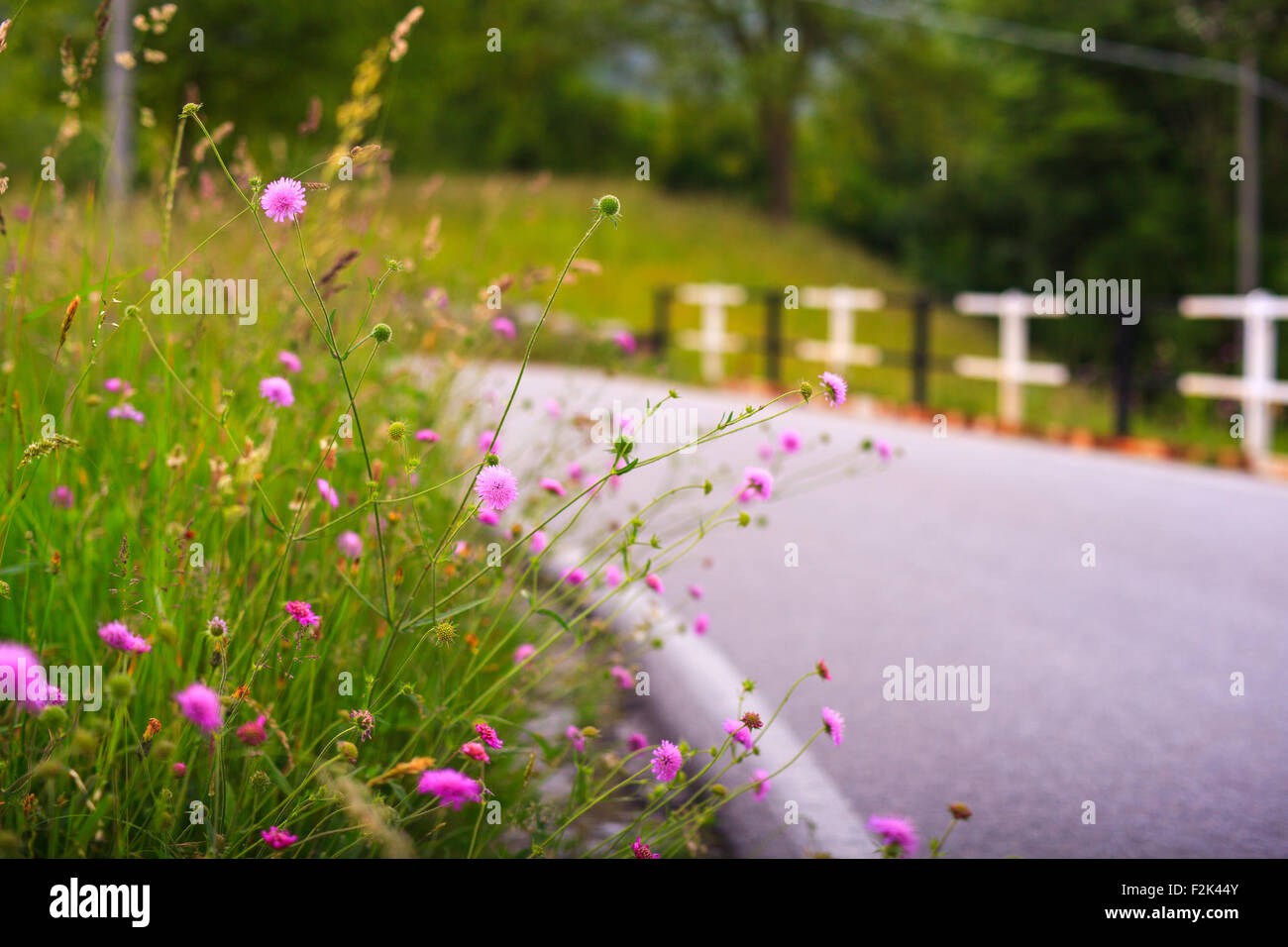 Countryside flowers hi-res stock photography and images - Alamy