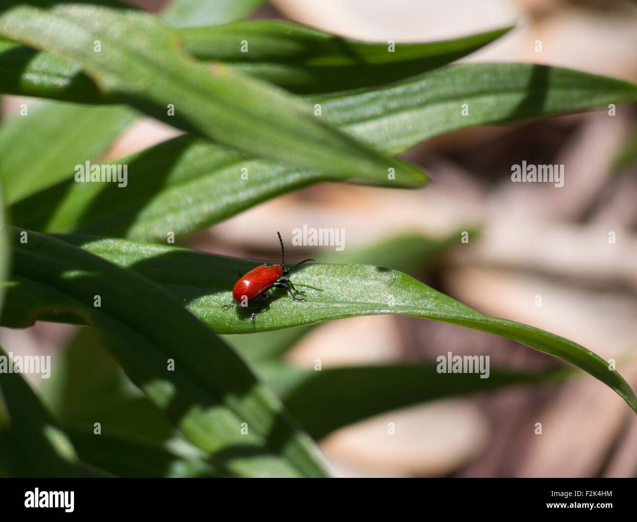 Red bug on plant Stock Photo - Alamy