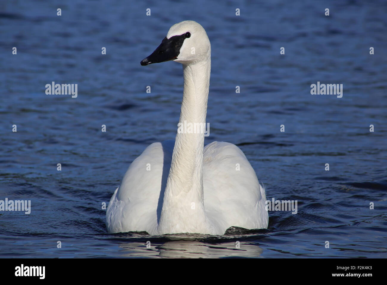 Beautiful Trumpeter Swan Stock Photo - Alamy
