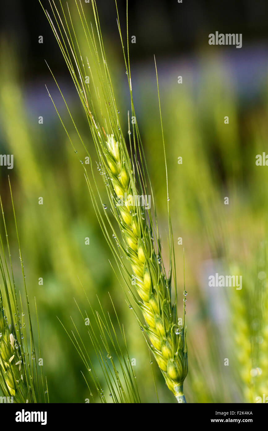 Wheat plants hi-res stock photography and images - Alamy