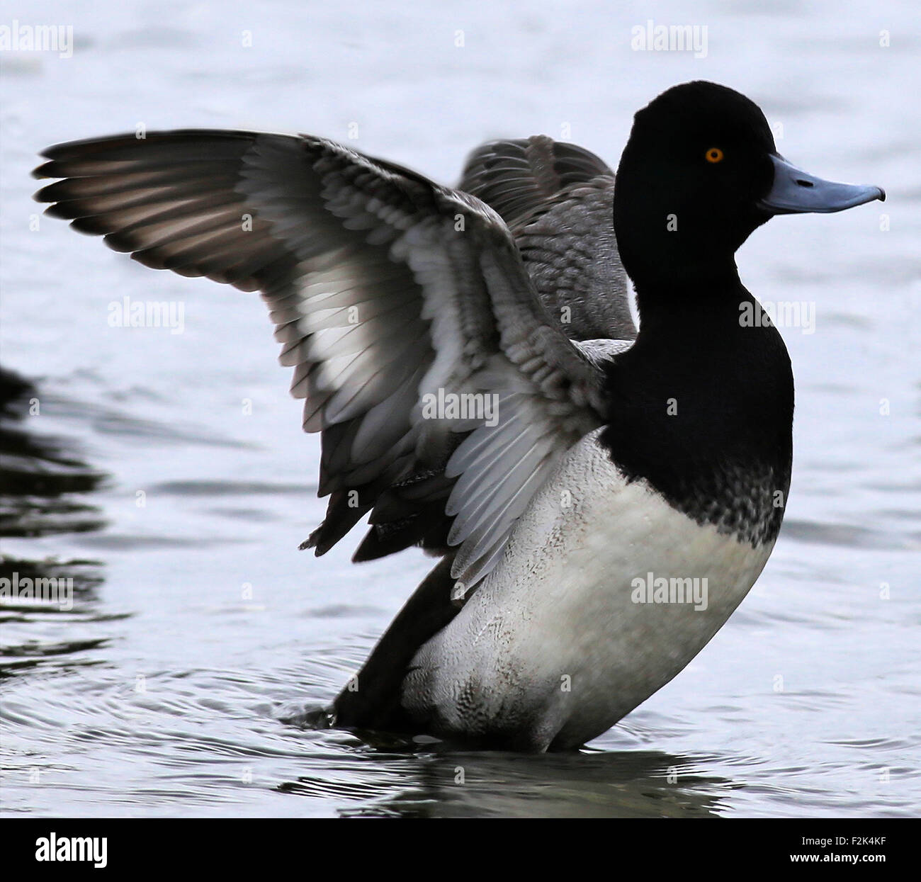 Lesser Scaup Duck Stock Photo - Alamy