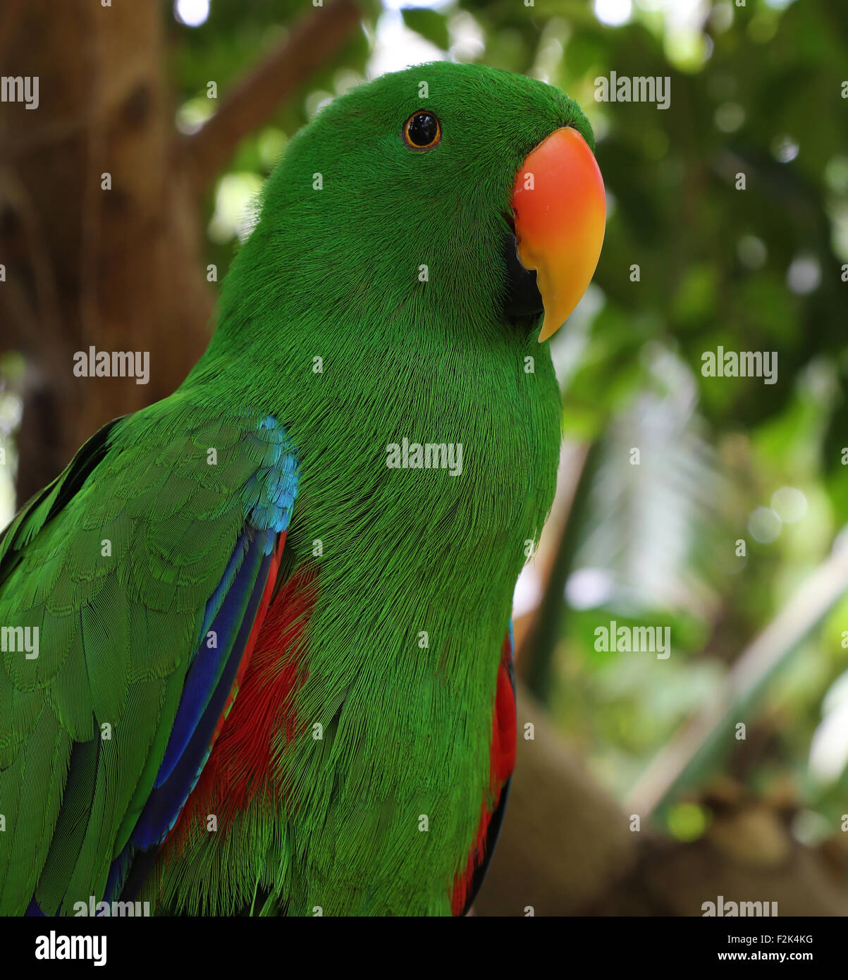 Eclectus Parrot Stock Photo: 87701924 - Alamy