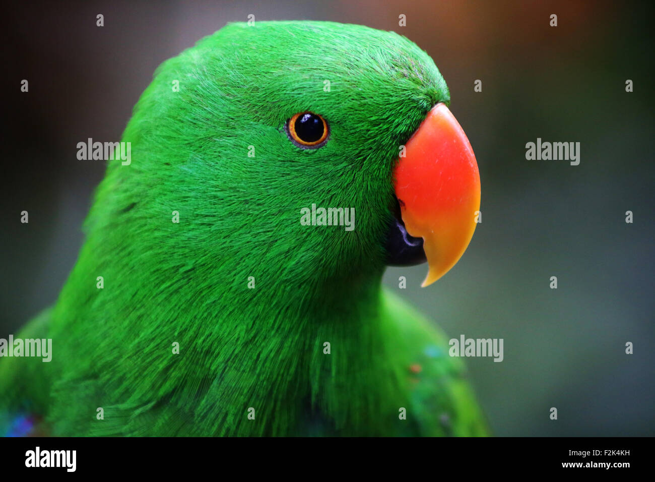 Green male eclectus parrot hi-res stock photography and images - Alamy