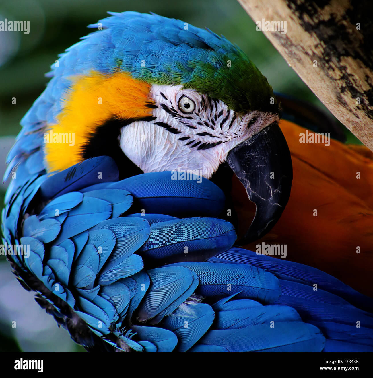 Bashful hi-res stock photography and images - Alamy