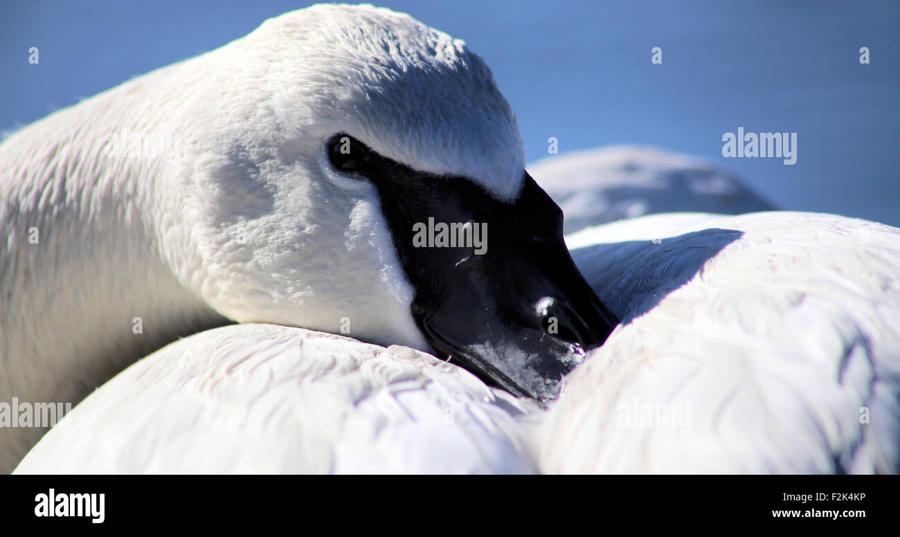 Adult trumpeter swans hi-res stock photography and images - Alamy