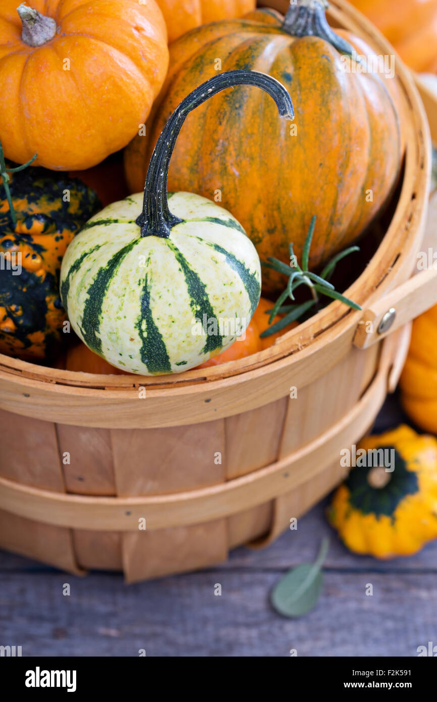 Pumpkins and variety of squash in a harvest basket Stock Photo - Alamy