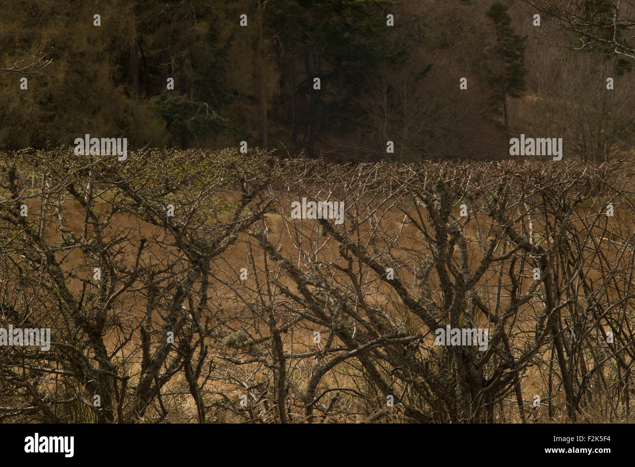 Hedge with Spring growth towards Coill' an Righe,Strathpeffer,Ross and ...