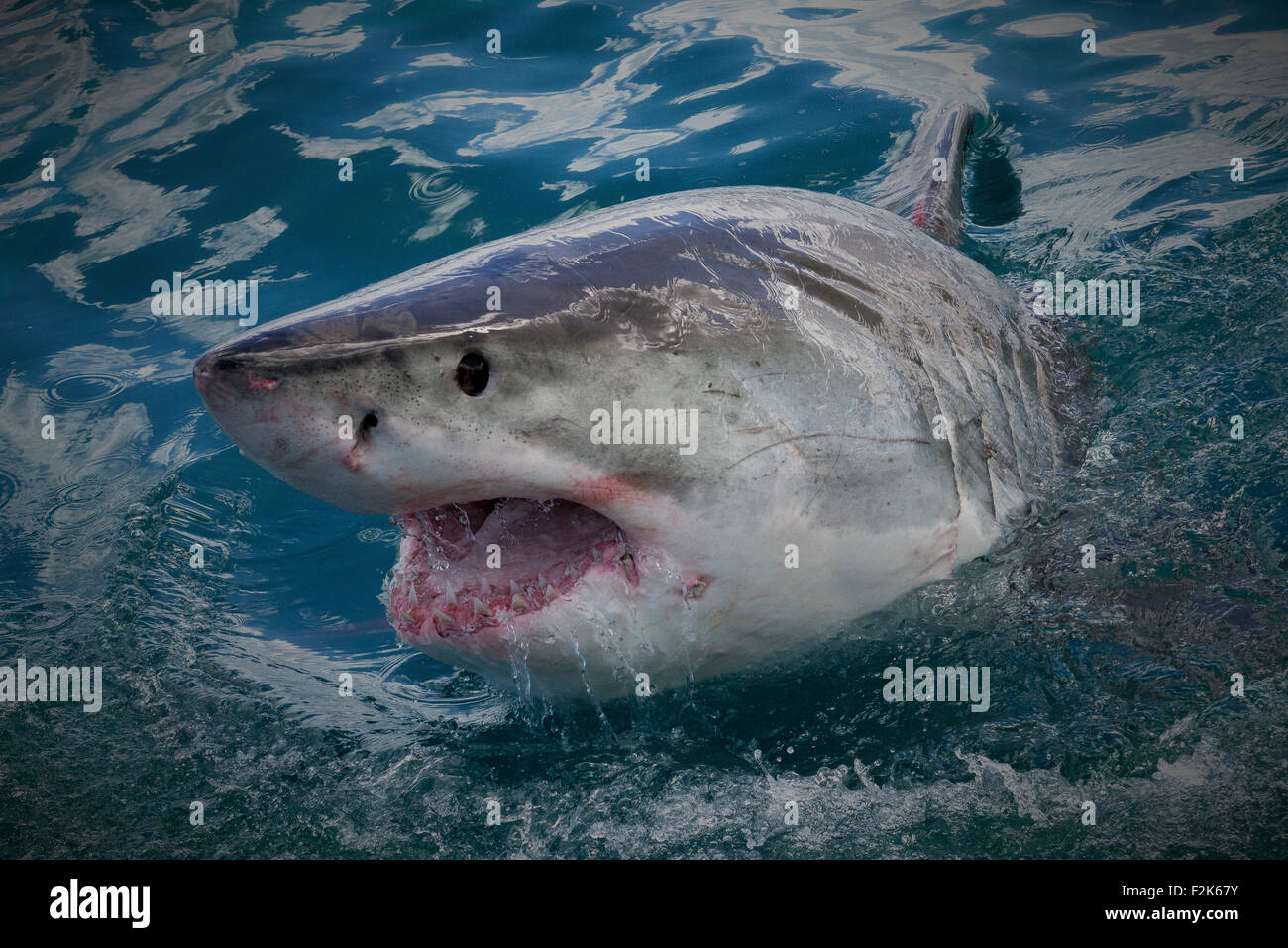 Great White Shark on surface Stock Photo - Alamy