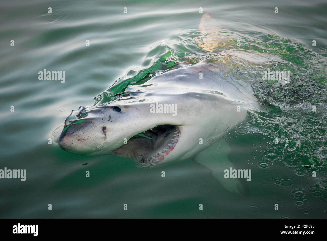 Great White Shark on surface Stock Photo - Alamy