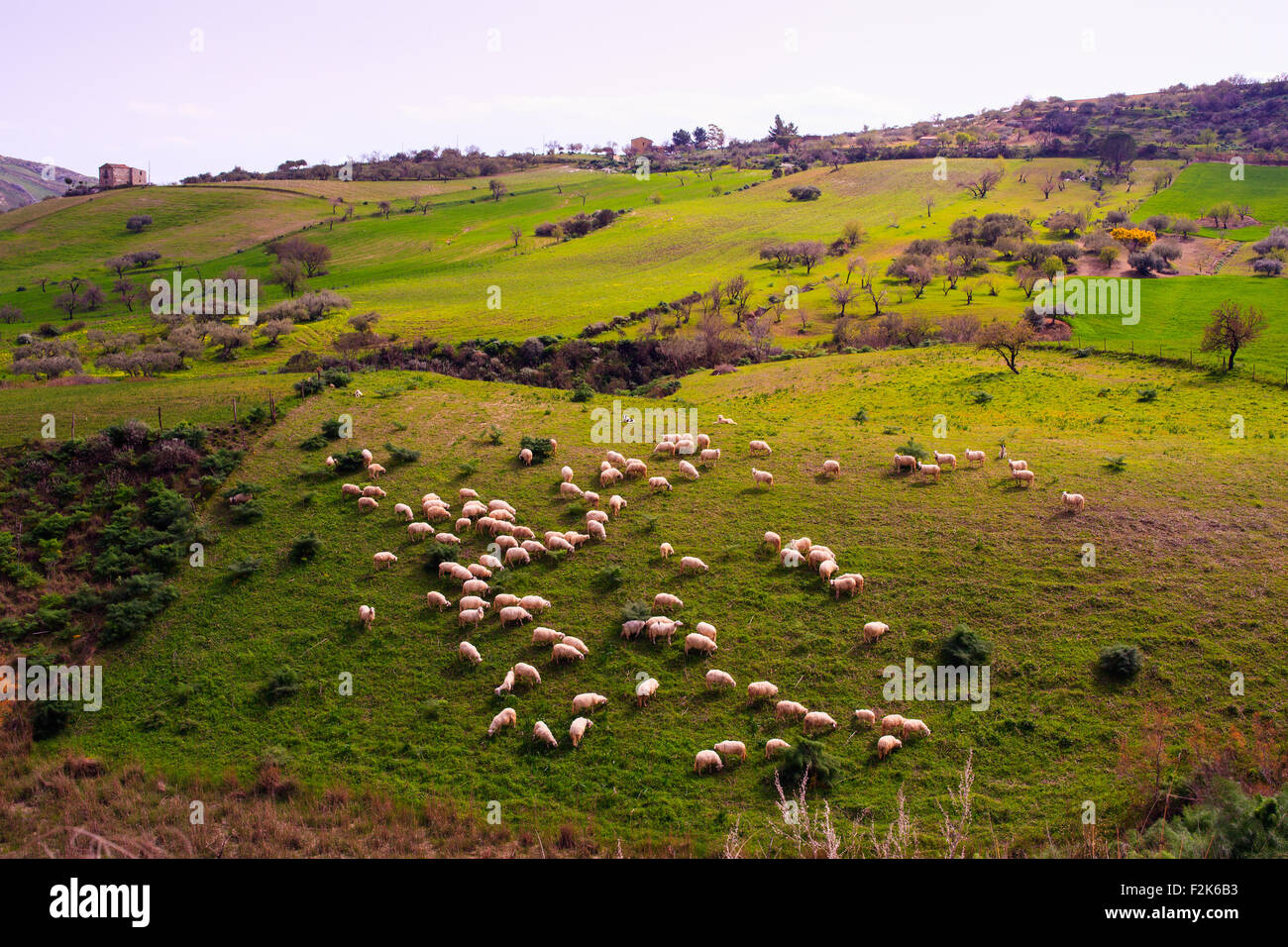 A herd of sheep grazing in the sicilian countryside Stock Photo - Alamy