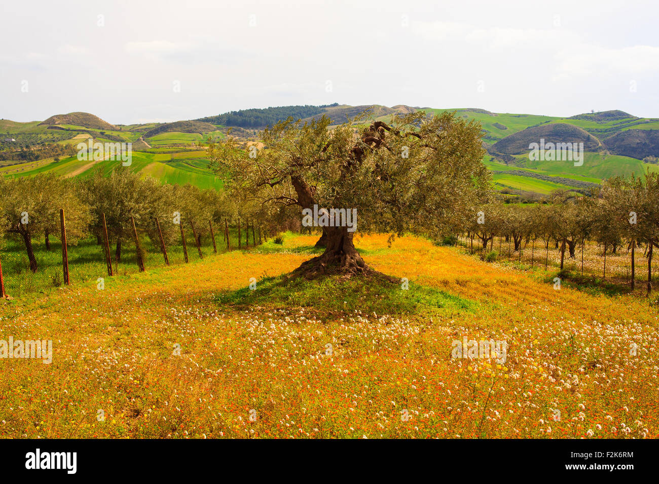 Sicilian olive trees hi-res stock photography and images - Alamy