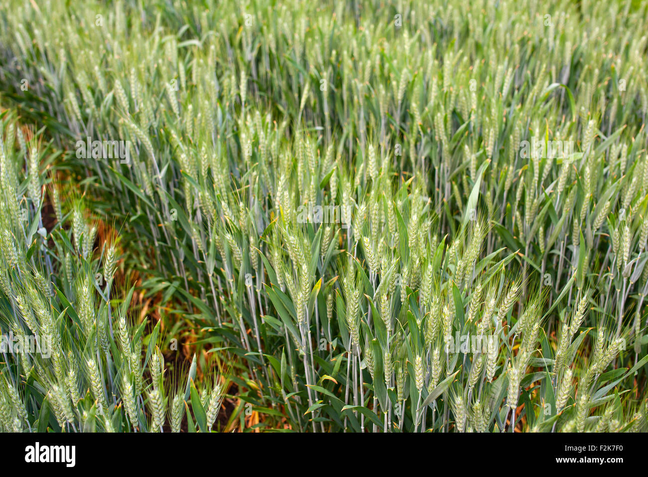 Wheat plantation hi-res stock photography and images - Alamy