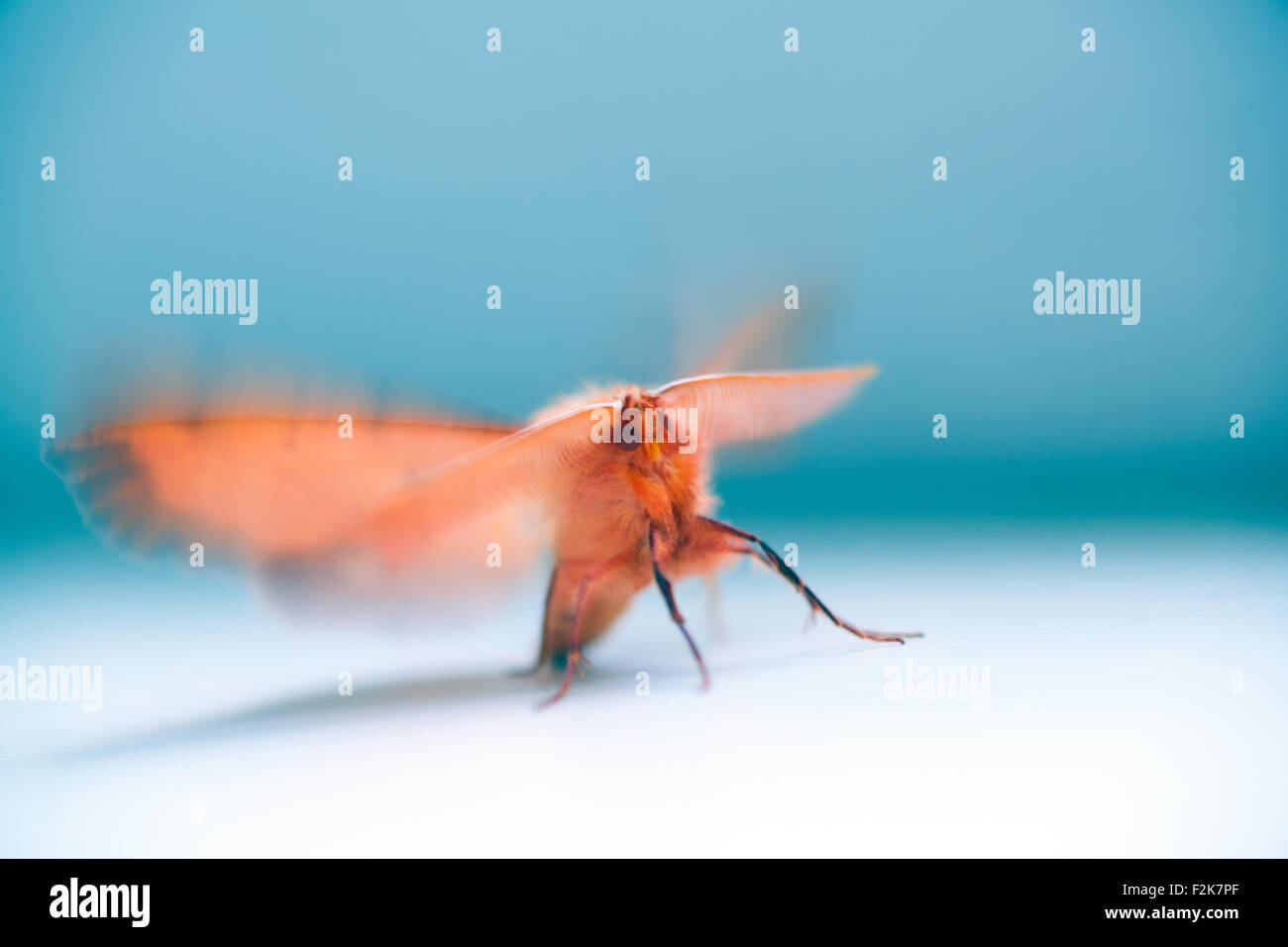 Moth insects hi-res stock photography and images - Alamy
