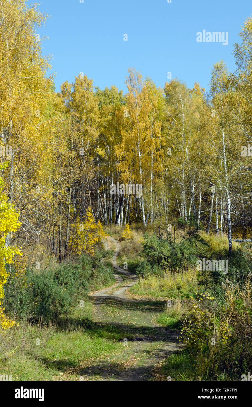 Siberia forest hi-res stock photography and images - Alamy