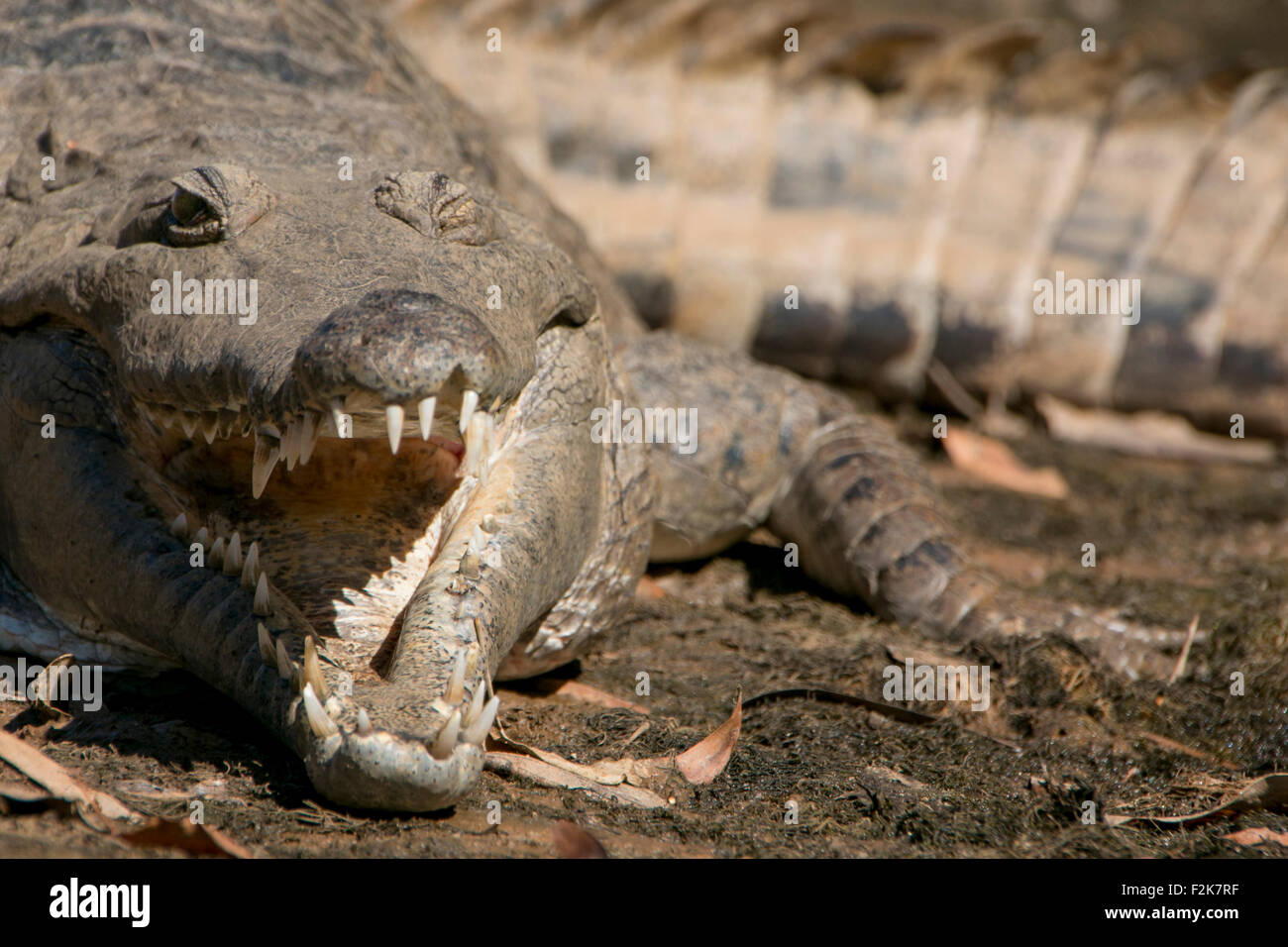 Crocodile Gorge High Resolution Stock Photography and Images - Alamy