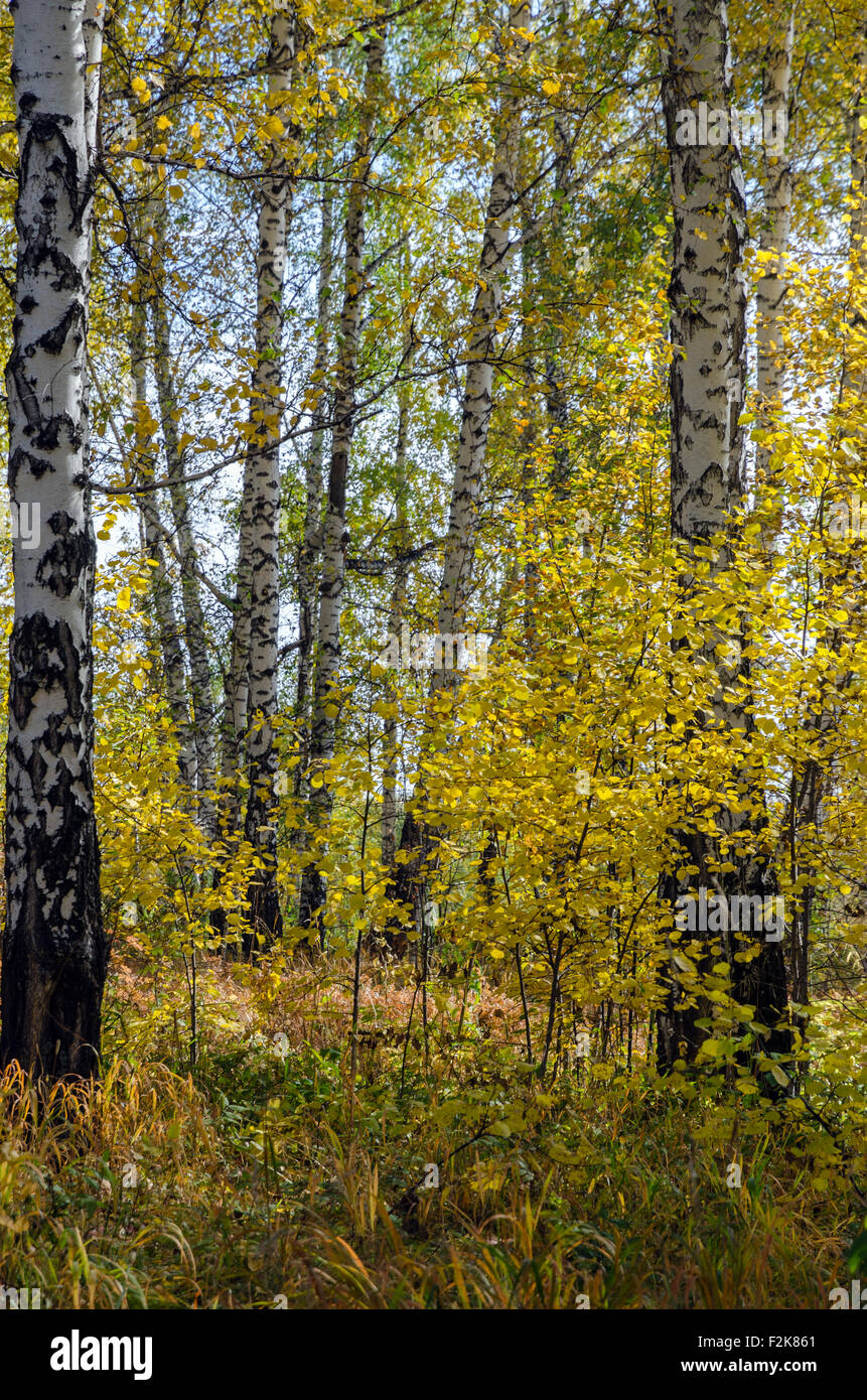 Siberia birch trees hi-res stock photography and images - Alamy