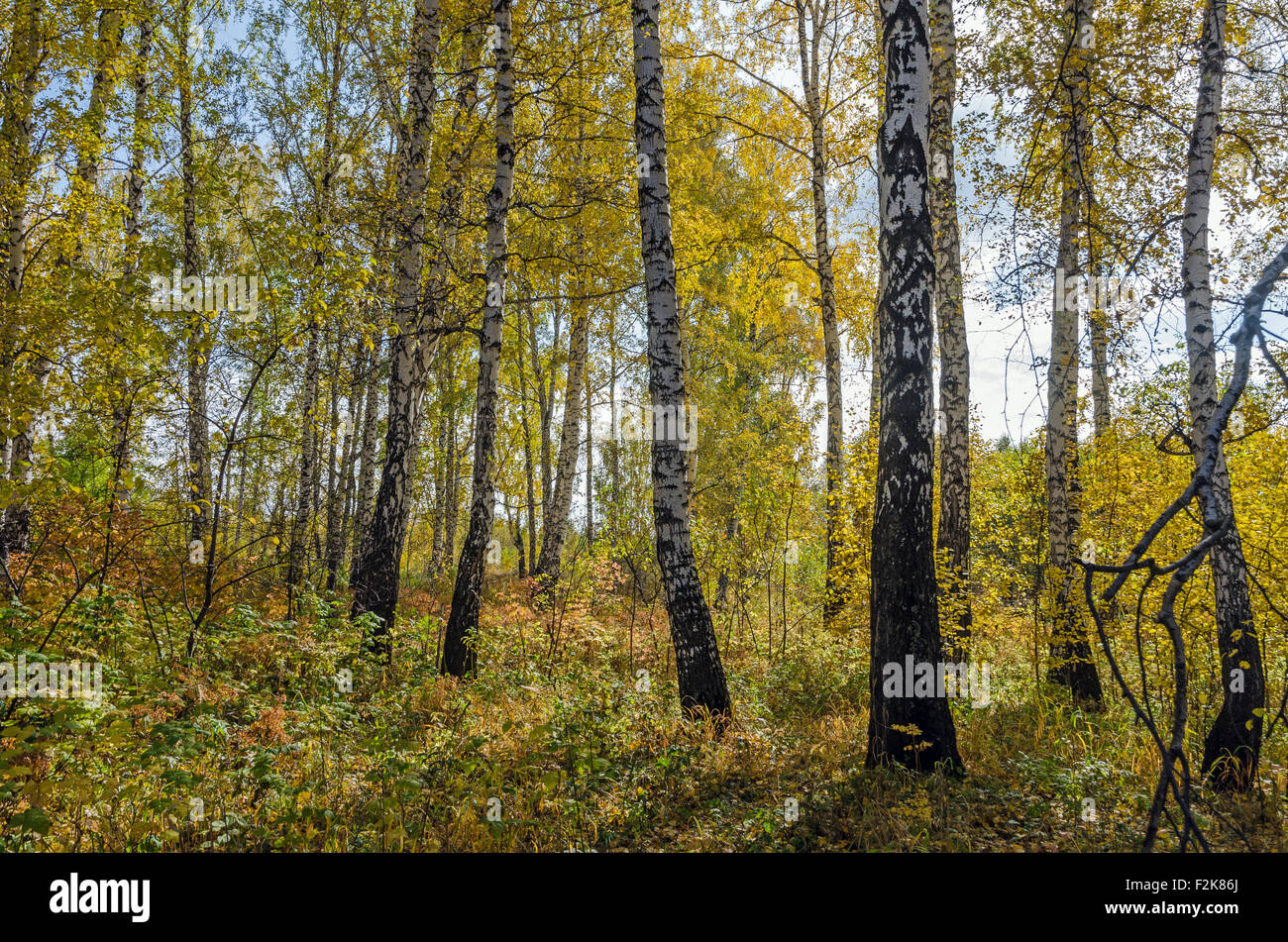 Siberia birch trees hi-res stock photography and images - Alamy
