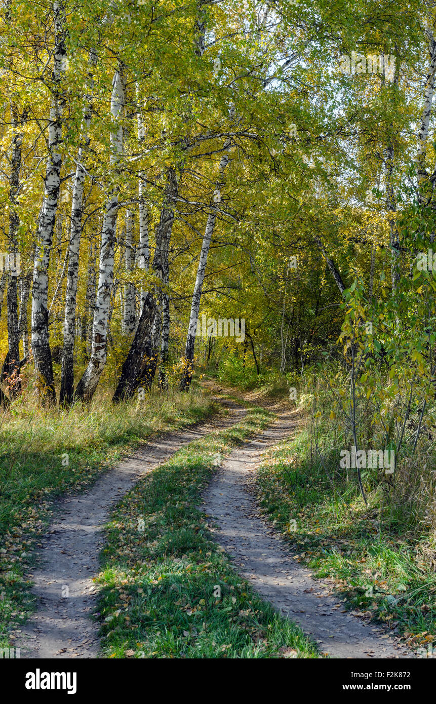 Colorful trees in forest in fall time, Siberia Stock Photo - Alamy