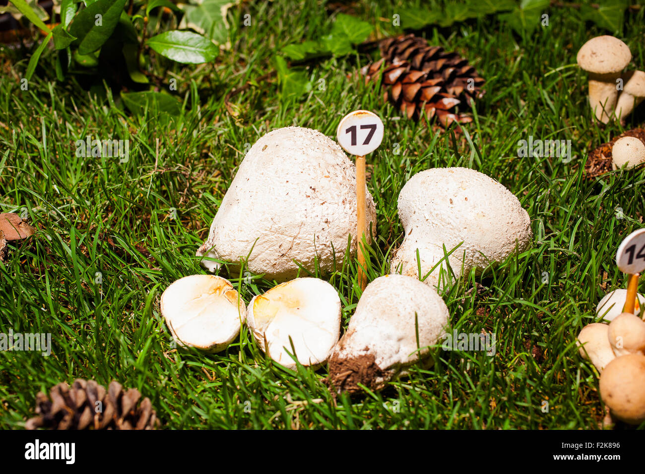 Close up of mushroom Calvatia utriformis, species of the Lycoperdaceae ...