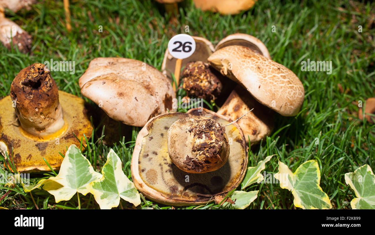 Close up of the mushroom Boletus radicans Stock Photo - Alamy