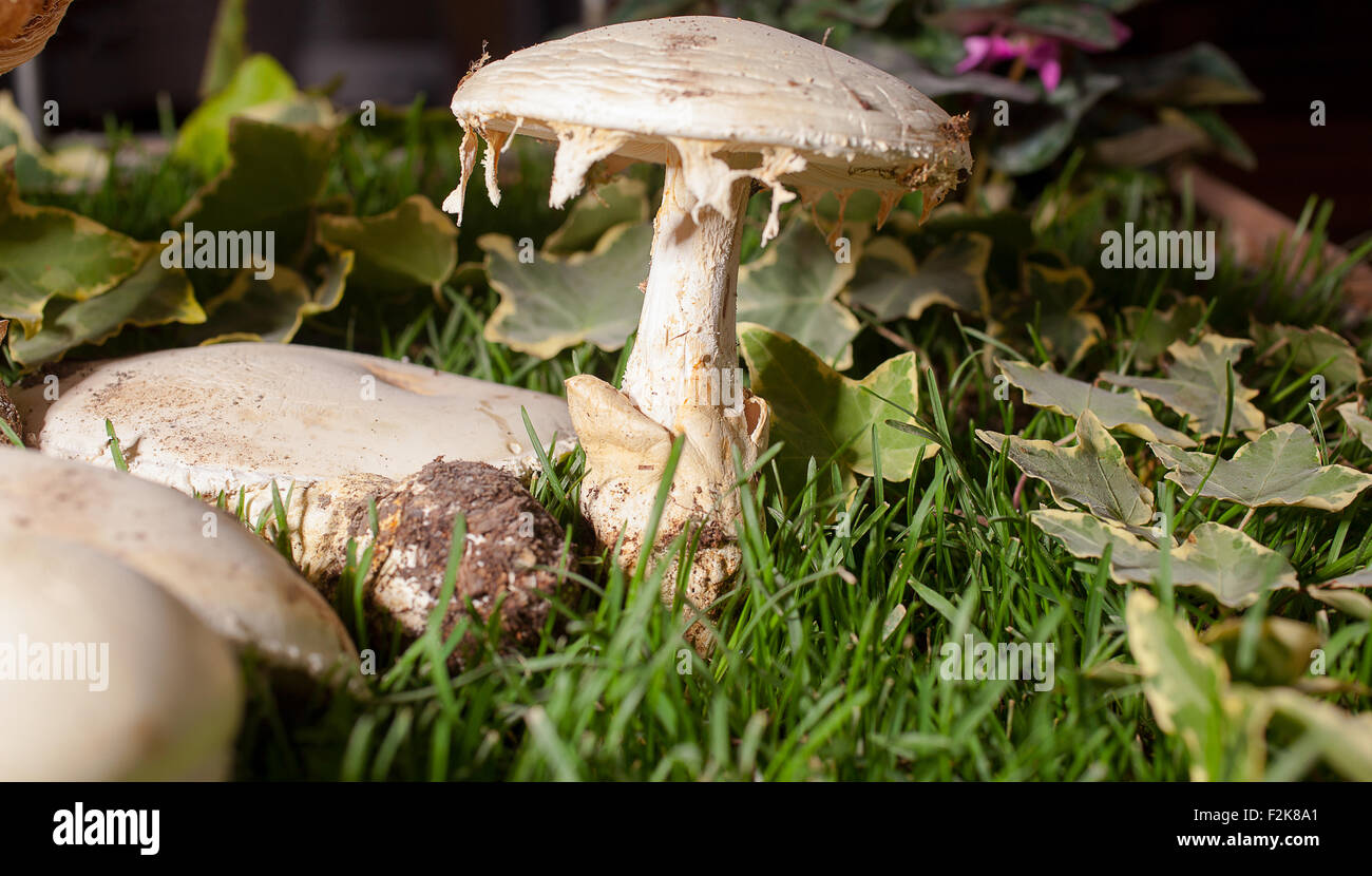 Close up eatable mushrooms hi-res stock photography and images - Alamy