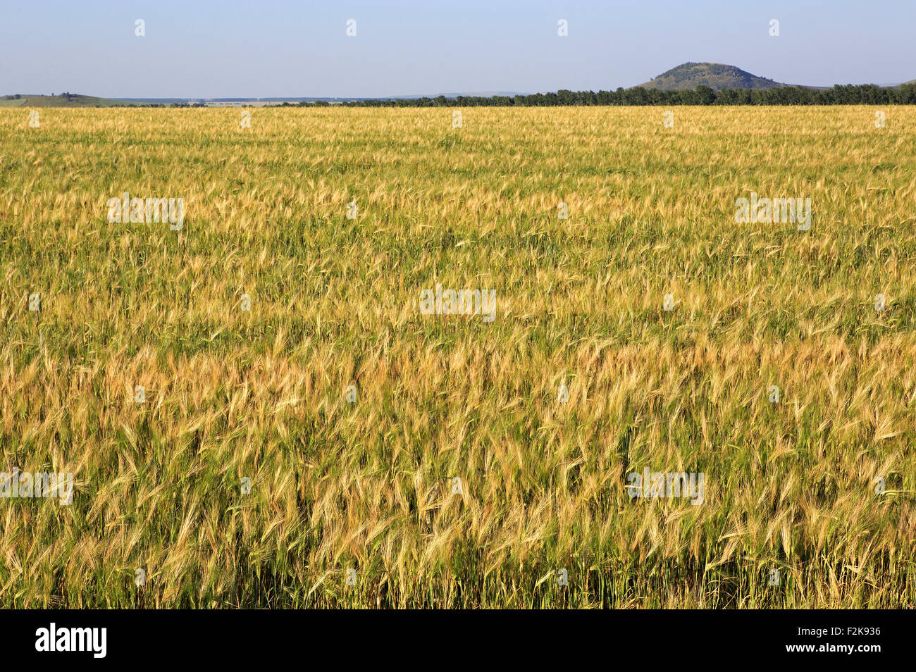 Beautiful summer wheat field Stock Photo - Alamy