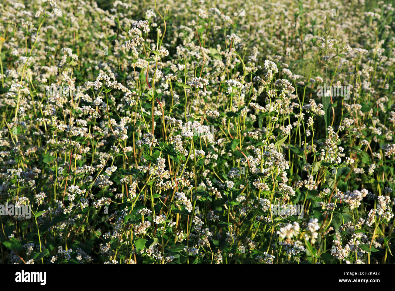 Beautiful summer field of buckwheat. Plant close up Stock Photo - Alamy