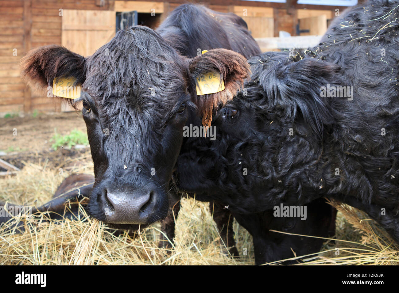 Galloway breed of cattle Stock Photo - Alamy