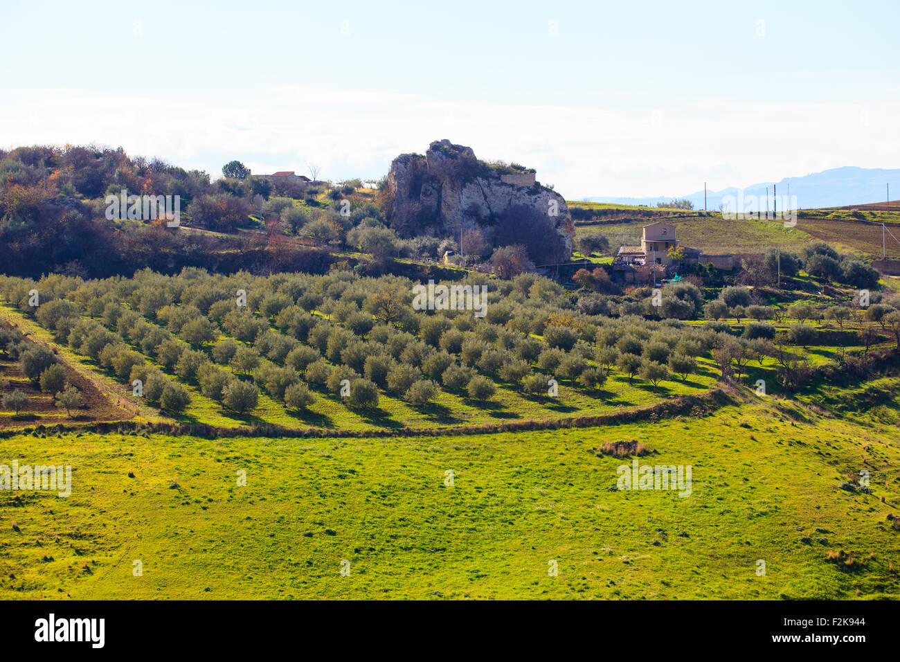 Olive tree view hi-res stock photography and images - Alamy