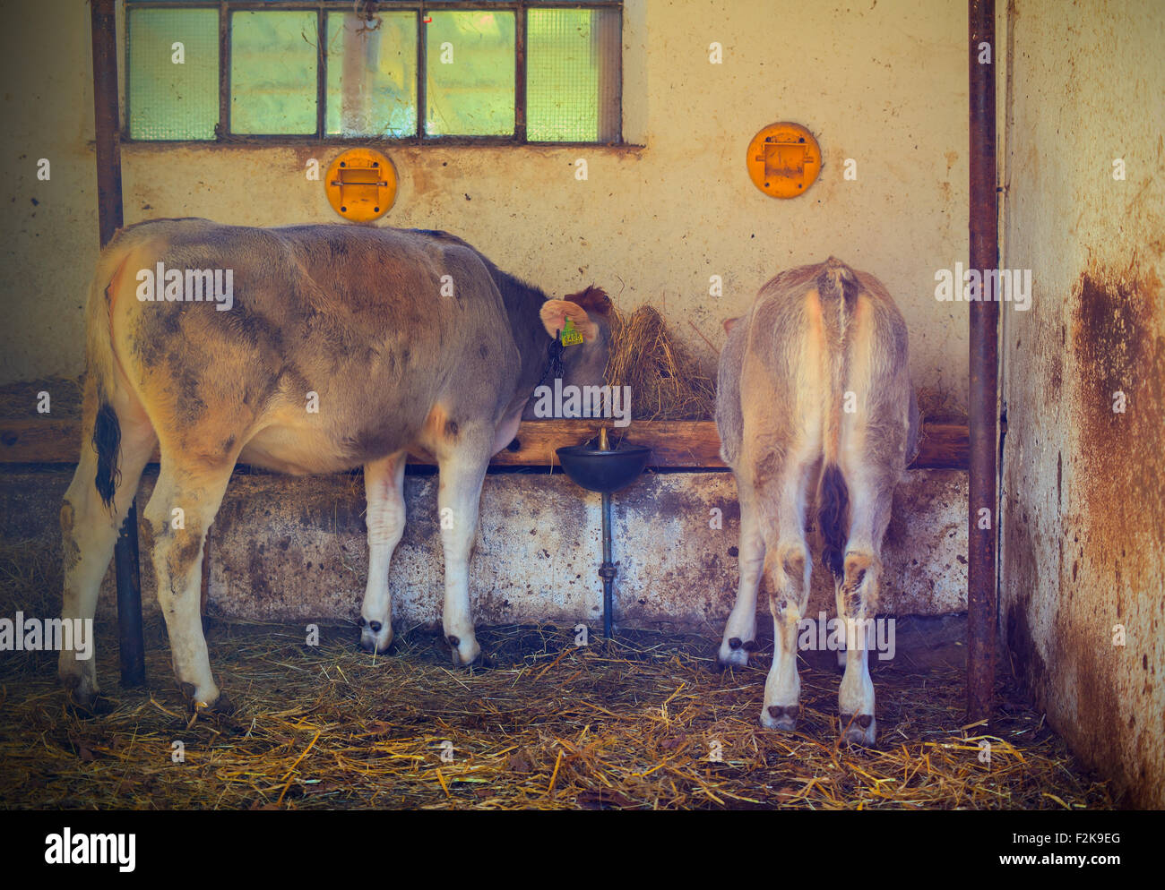 Two calf in the barn eating hay Stock Photo - Alamy