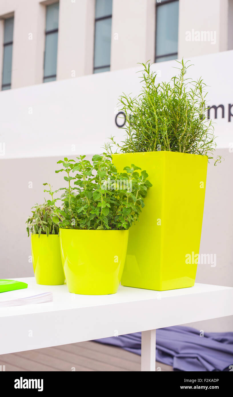 View of Plants inside the green pots Stock Photo - Alamy