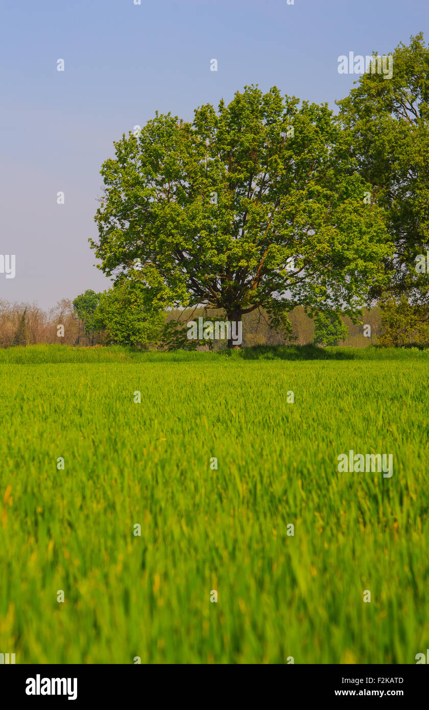 View of trees in the Italian countryside, Ticino park Stock Photo - Alamy
