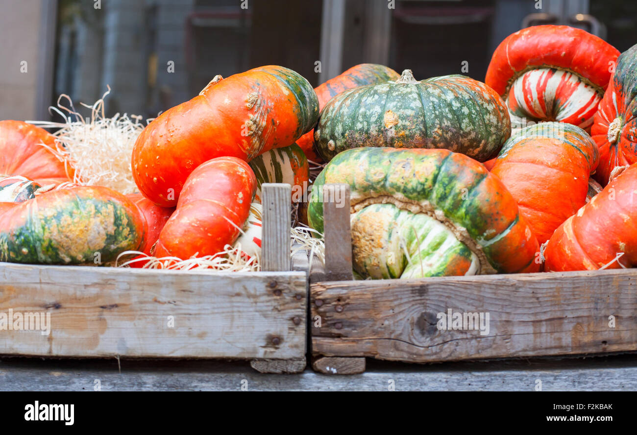 Orange pumpkins in market hi-res stock photography and images - Alamy