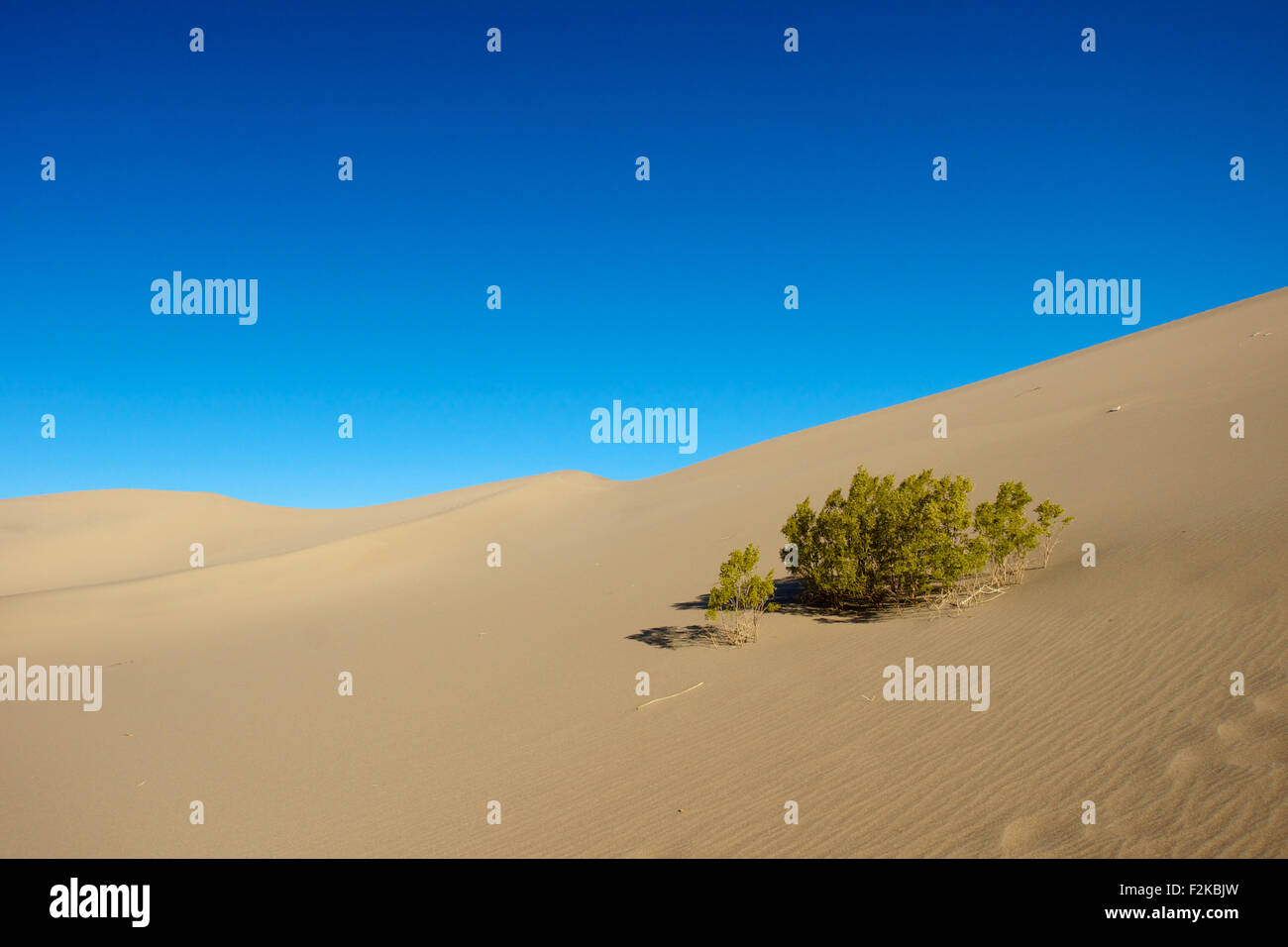 One lone bush clings to the side of a dune in Death Valley National ...